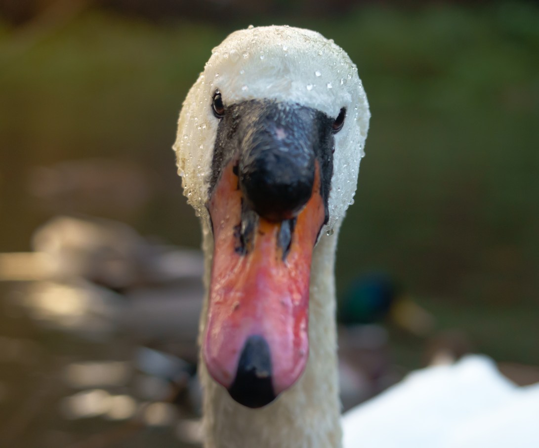 Animal portrait Series – Tony Gent Visual Studio