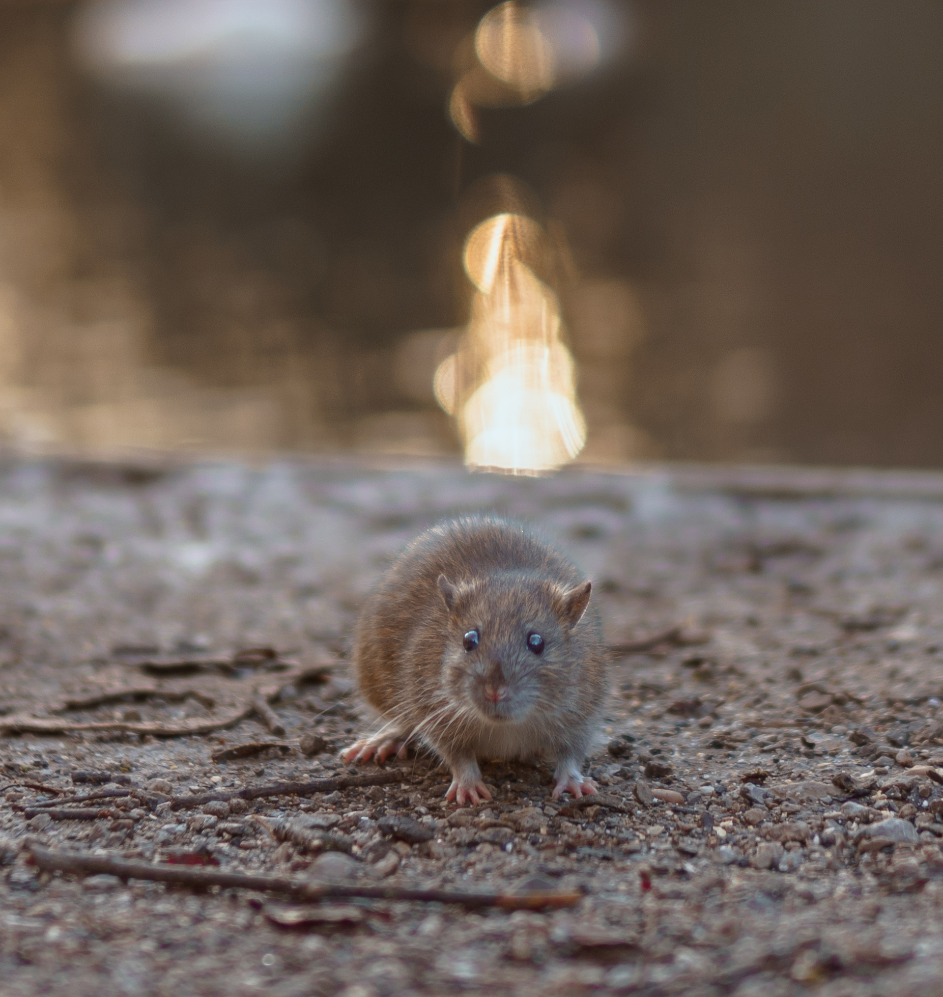 Animal portrait Series – Tony Gent Visual Studio