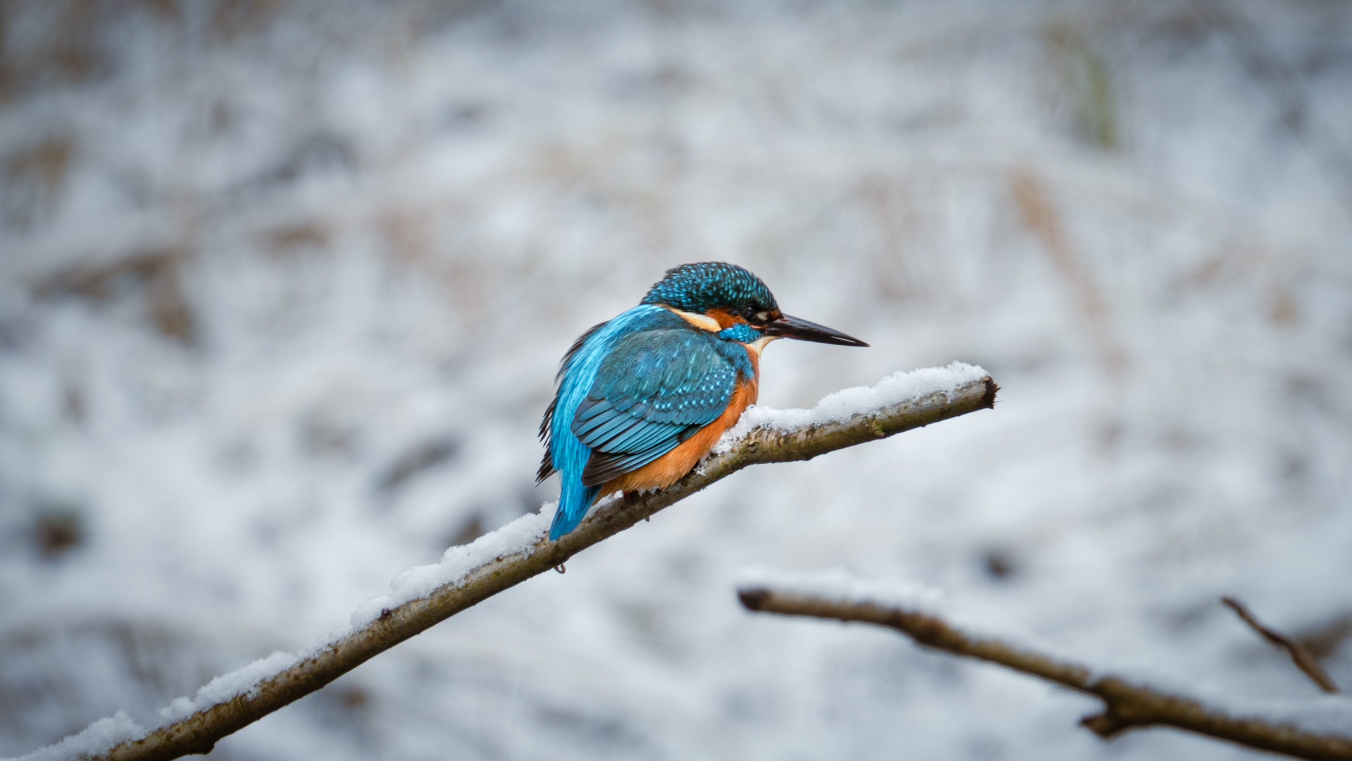 Animal portrait Series – Tony Gent Visual Studio