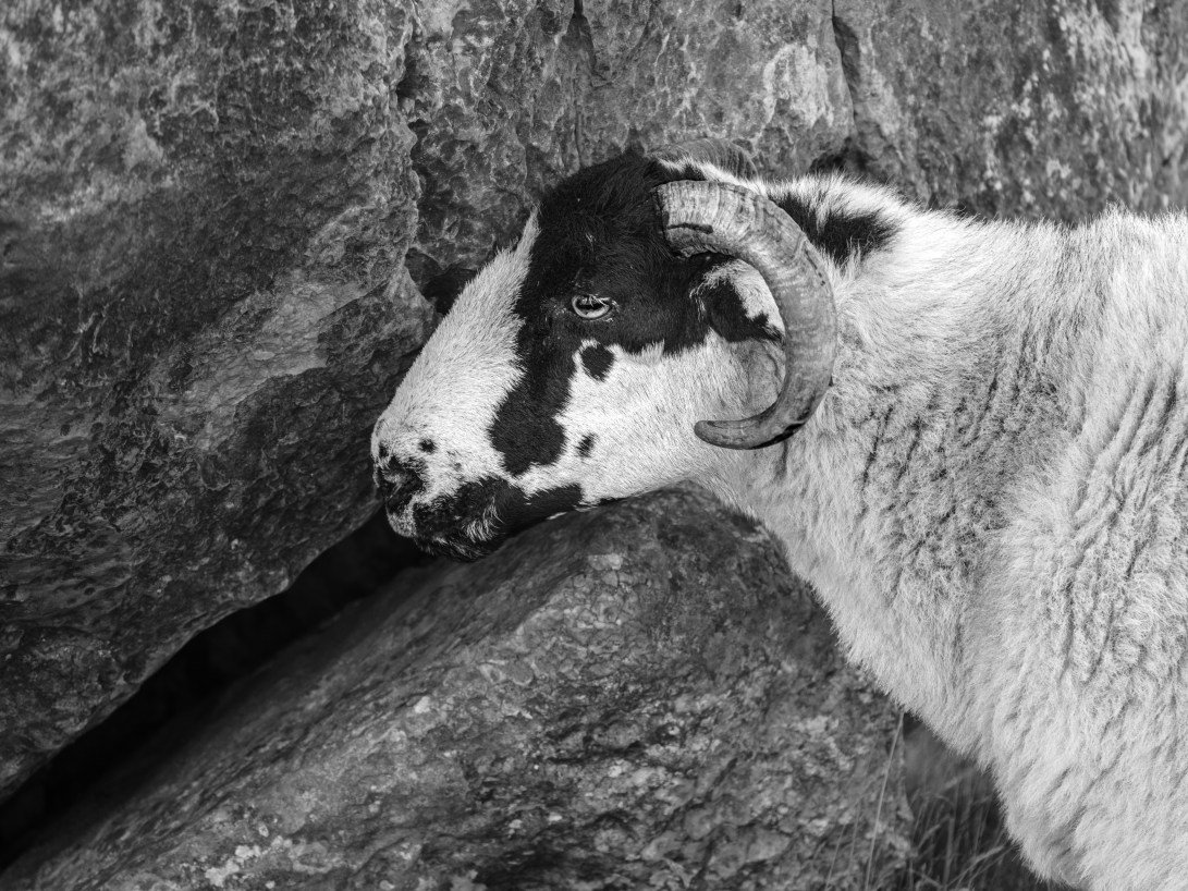 Animal portrait Series – Tony Gent Visual Studio